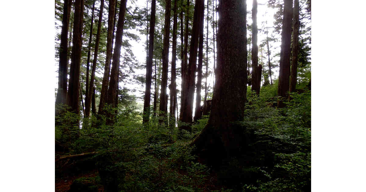 What It Was Like To Be Wild